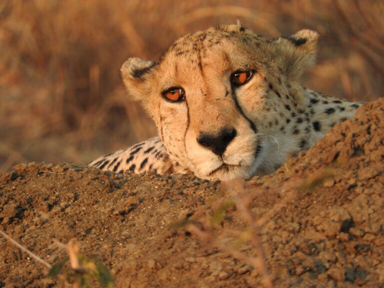 Désert Kalahari : Votre Guide pour un Voyage Authentique